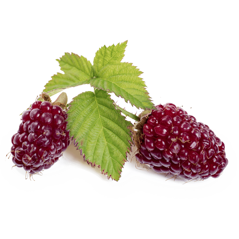Loganberry - Buy BC