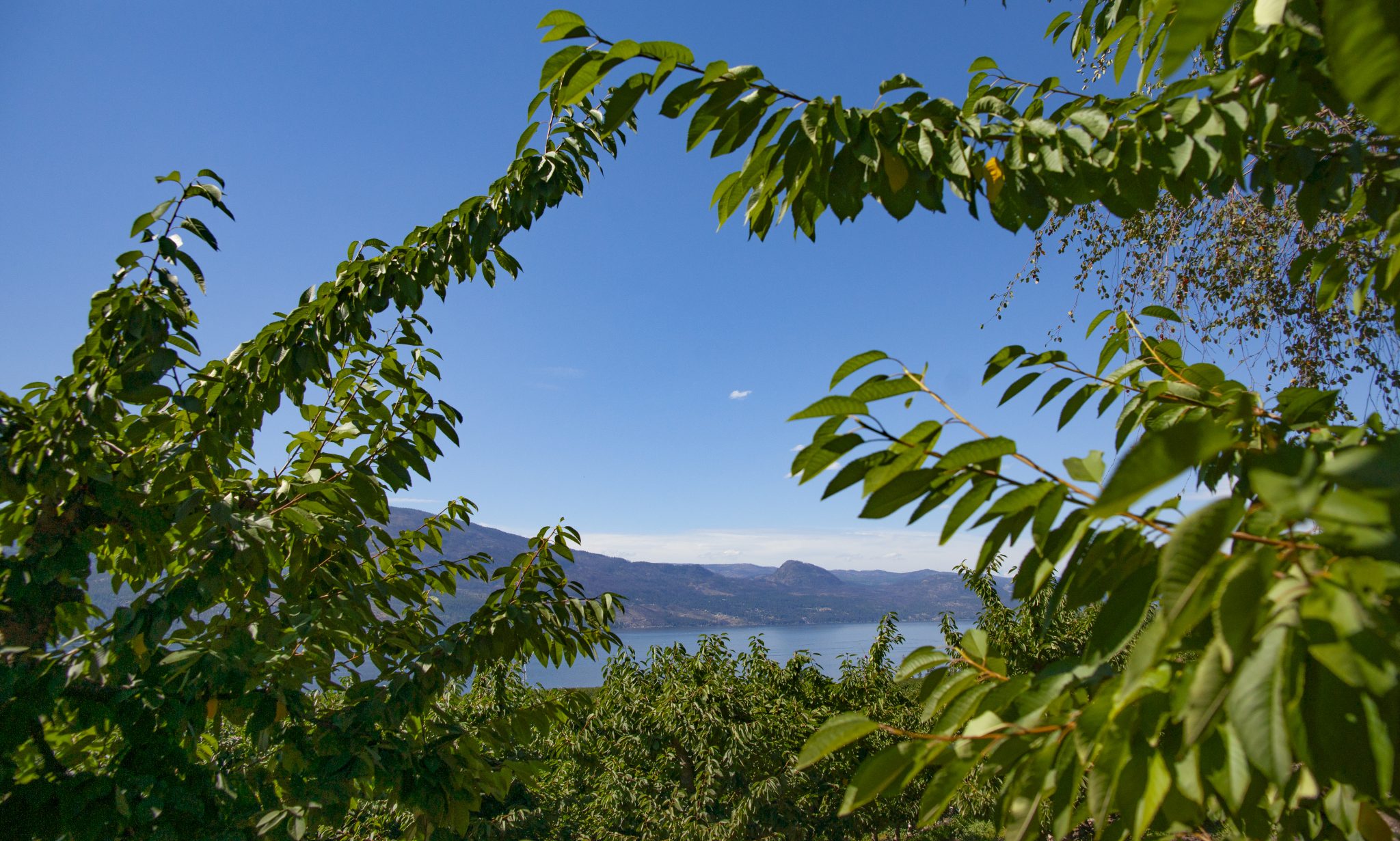 B.C. cherries are in season—here’s why Canadians love them